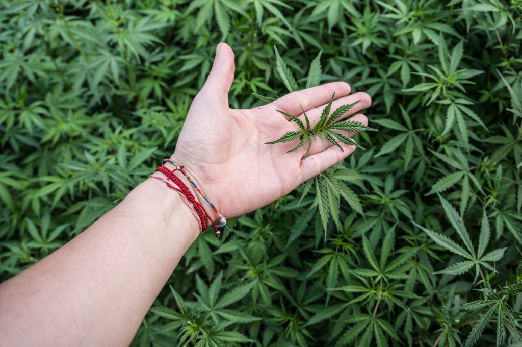 CBD vs THC: What’s the difference ? - The Weed Corner